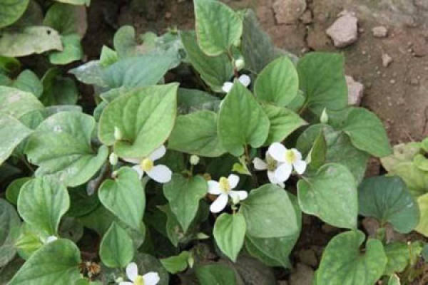 How and when to plant the ear root - The Plant Aide