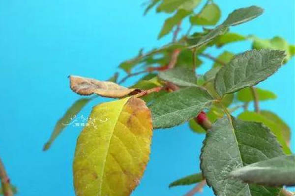 How to curl rose leaves - The Plant Aide
