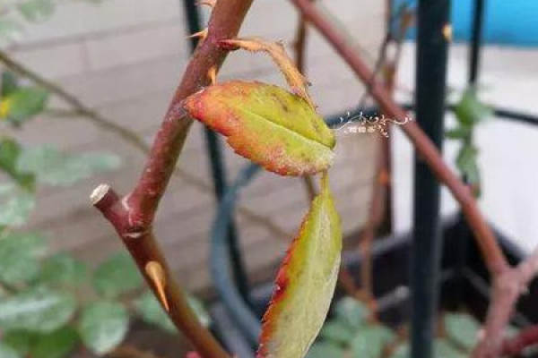 How to curl rose leaves - The Plant Aide