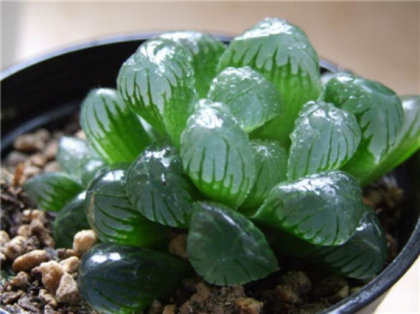 Jade dew beheading course - The Plant Aide