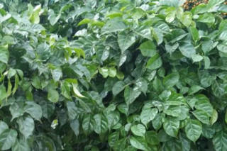 How to solve the problem of mucus in leaves of emerald tree - The Plant ...