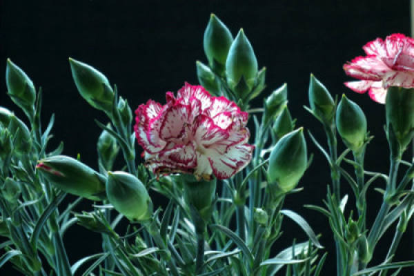 Culture method of Carnation - The Plant Aide