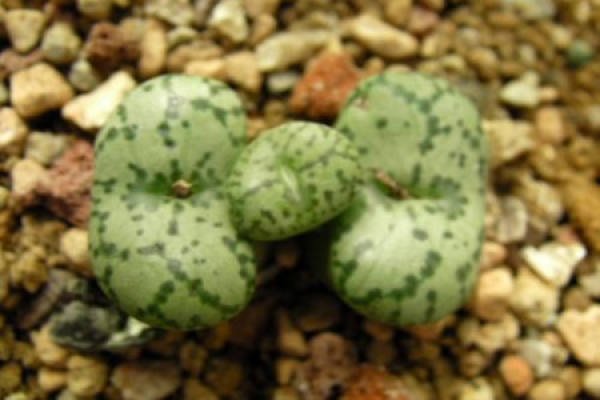 How to grow the succulent cone - The Plant Aide