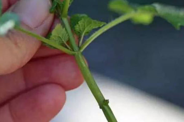 How to cut MINT - The Plant Aide