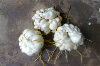 How to deal with the withered Lily - The Plant Aide