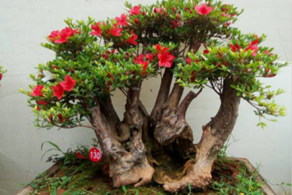 How to make rhododendron stump take root quickly - The Plant Aide