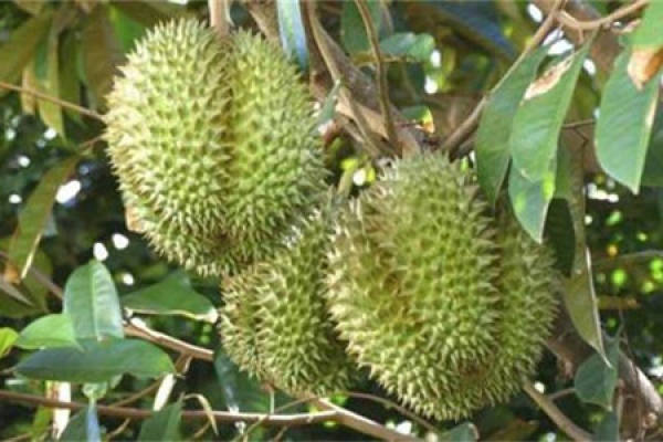 Picture of durian (Introduction to morphological characteristics and ...