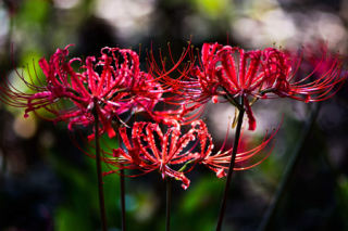 Four flowers in the underworld - The Plant Aide