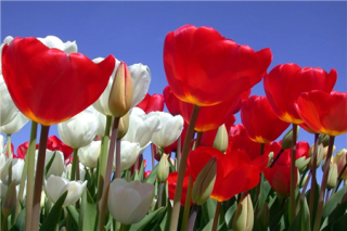 Tulip flower language - The Plant Aide