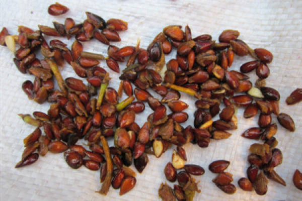 What do apples reproduce with - The Plant Aide