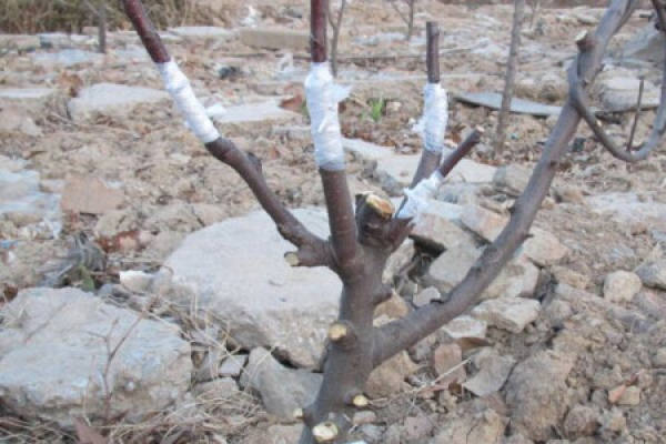 What do apples reproduce with - The Plant Aide