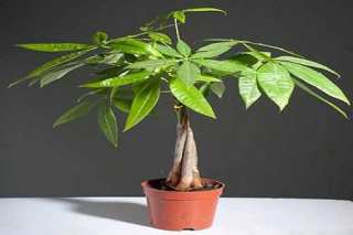 How to deal with the wilting leaves of the Money Tree - The Plant Aide