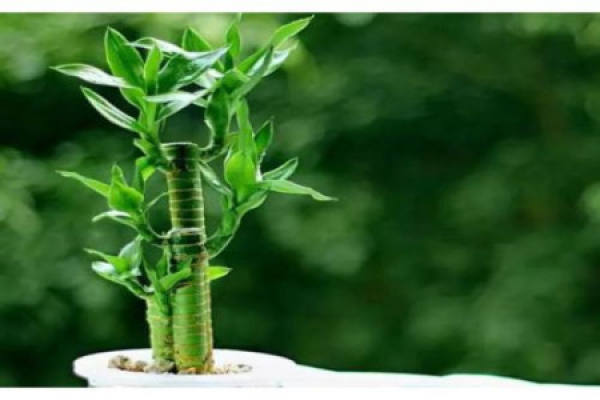 How to keep the bamboo warm in winter? - The Plant Aide