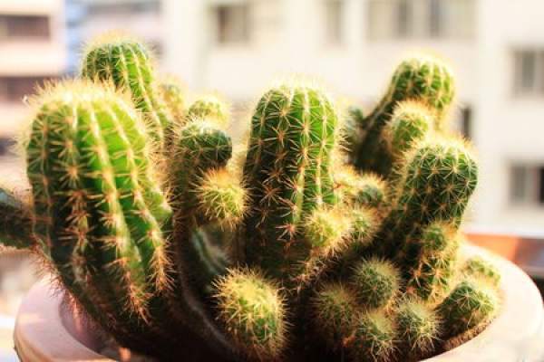 Characteristics of cactus - The Plant Aide