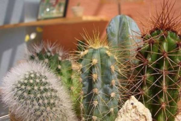 Characteristics of cactus - The Plant Aide