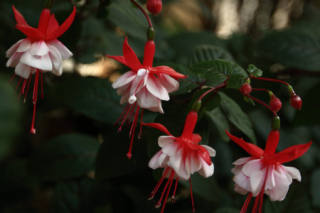 Flower language and symbolic significance of Lantern - The Plant Aide