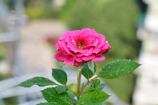 How to insert rose flowers to live - The Plant Aide