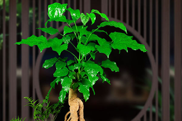 How to speed up sprouting after cutting the stem of emerald tree - The ...