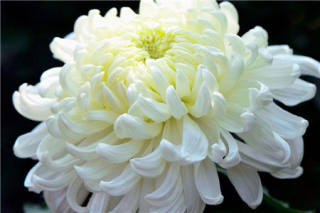 What does chrysanthemum mean - The Plant Aide