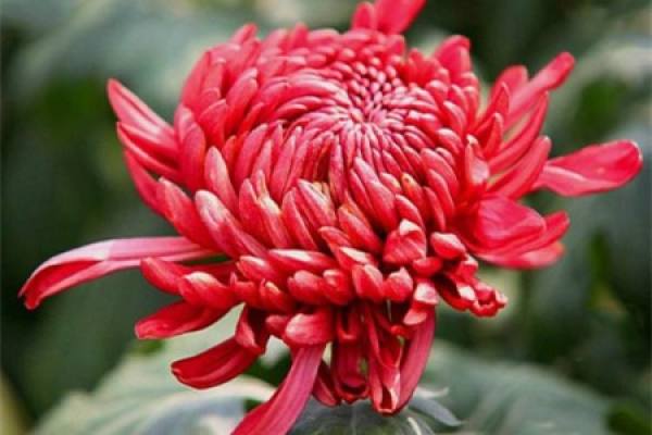 What does chrysanthemum mean - The Plant Aide