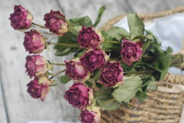 How to raise rose bouquet - The Plant Aide