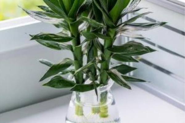 How to raise bamboo in Hydroponics - The Plant Aide