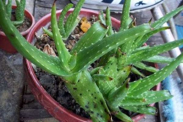 How to deal with the black spots on Aloe - The Plant Aide