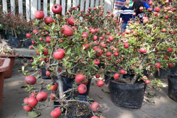 How to plant Hawthorn seedlings - The Plant Aide