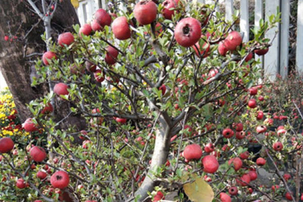 How to plant Hawthorn seedlings - The Plant Aide