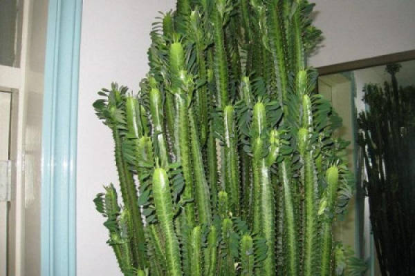 What's the matter with the withered keel and leaves - The Plant Aide