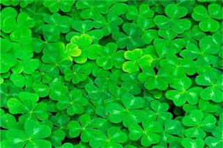 How to plant lucky grass seeds - The Plant Aide