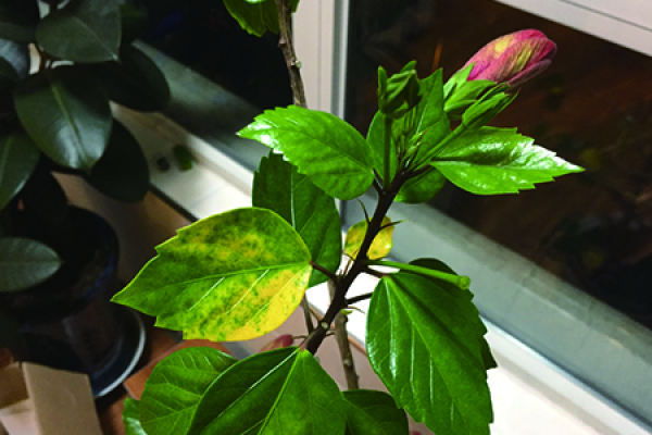 What to do with the drooping and yellowing leaves of Hibiscus - The ...