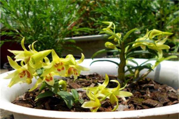 Planting method of Dendrobium candidum in pot - The Plant Aide