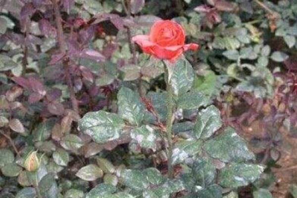 What about the white spots on the rose leaves - The Plant Aide