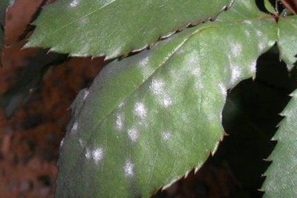 What about the white spots on the rose leaves - The Plant Aide