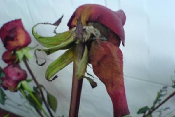 How do roses trim their branches and leaves - The Plant Aide