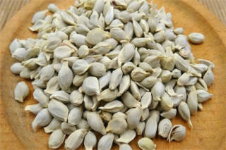 How to plant orange seeds - The Plant Aide