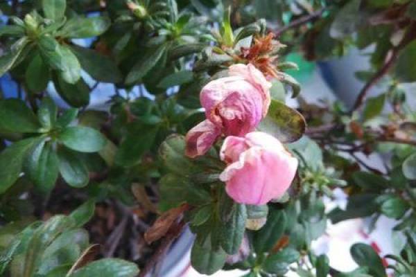 How to deal with the wilting of azalea - The Plant Aide