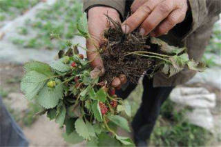 How to save the withered strawberry seedling - The Plant Aide
