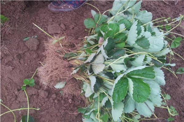 How to save the withered strawberry seedling - The Plant Aide