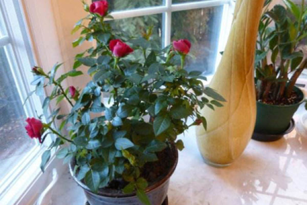 How to keep roses alive - The Plant Aide