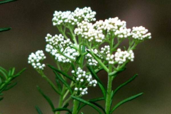 What is rice flower - The Plant Aide