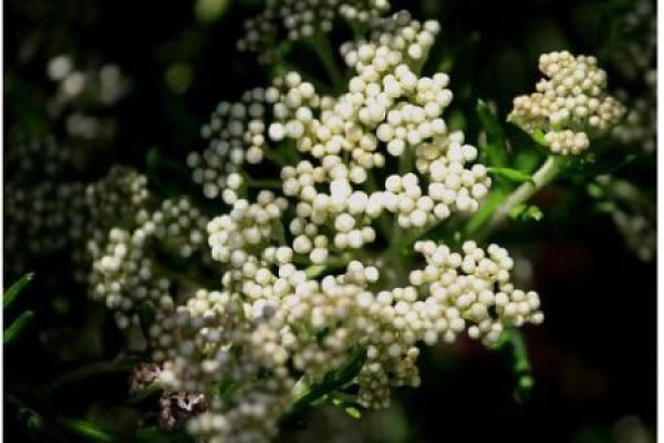 What is rice flower - The Plant Aide