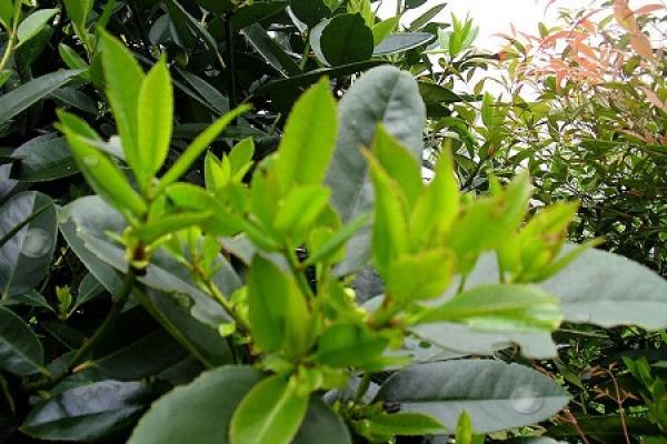 Cultivation method of Kuding tea - The Plant Aide