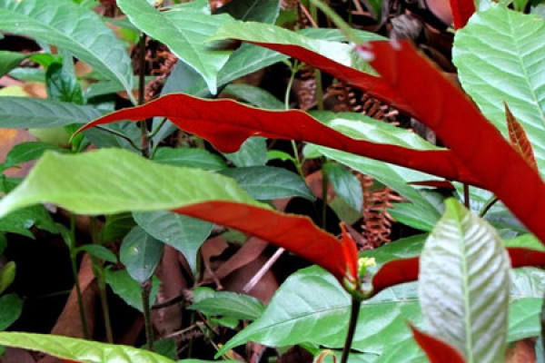 How to raise red backed osmanthus - The Plant Aide