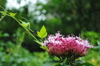 How to grow rotten Peony - The Plant Aide