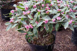 How to breed Daphne - The Plant Aide