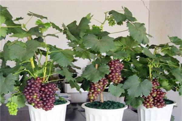 How large is the pot for potting grapes - The Plant Aide