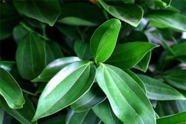 What to do if the branches of Ping'an tree turn black - The Plant Aide