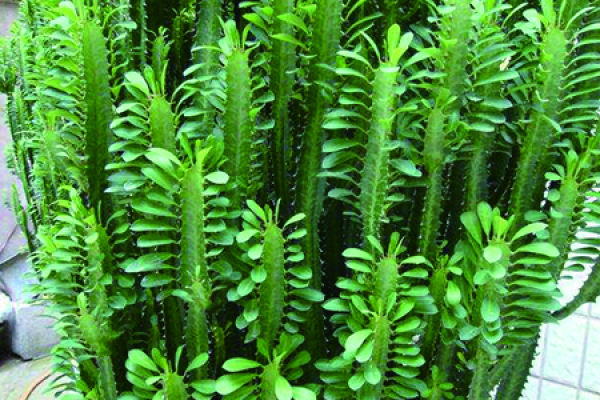 How to cut keel - The Plant Aide